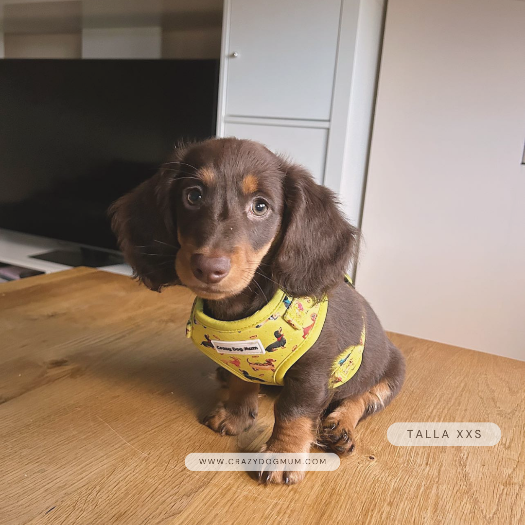 arnes para cachorro – Crazy dog mum