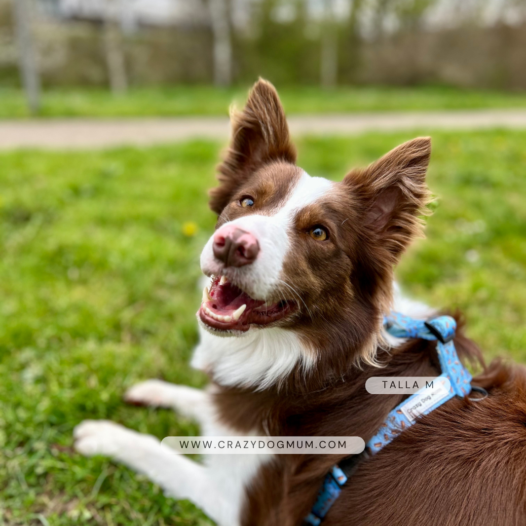 arnés en H – Crazy dog mum